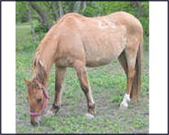 Ranch 10 - Placed PMU Horses