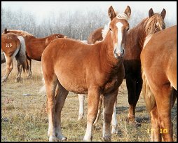 Ranch 18 - Placed PMU Horses