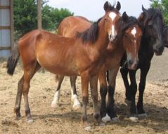 Available PMU Foals
